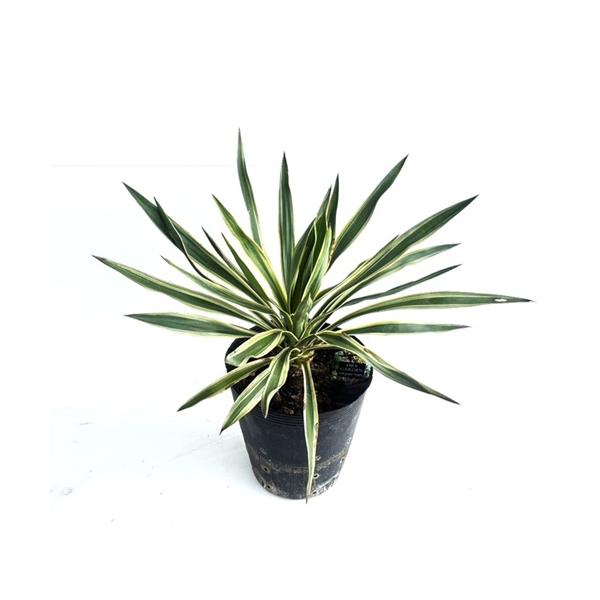 ユッカ グロリオサ バリエガータ 樹高0.3m前後 21cmポット （ 単 品 ）  苗 植木 苗木 庭  ゆっか ぐろりおさ ばりえがーた グロリオサ バリエガータ   お得な【送料無料】セット商品も販売中。↑<br>