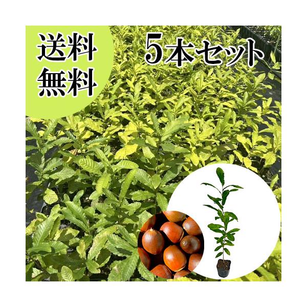 クヌギ 樹高0.3m前後 10.5cmポット （5本セット）（送料無料）  苗 植木 苗木   くぬぎ 橡 櫟 椚
