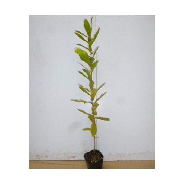 コナラ 樹高0.5m前後 10.5cmポット （20本セット）（送料無料）  苗 植木 苗木   こなら 小楢