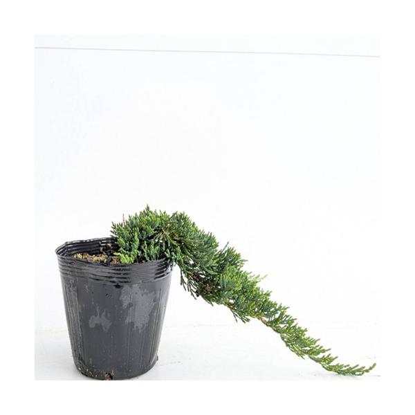ウィルトニー / 15cmポット （ 単 品 ） グランドカバー 苗 植木 苗木 庭 グランドカバー うぃるとにー ウィルトニー   お得な【送料無料】セット商品も販売中。↑<br>