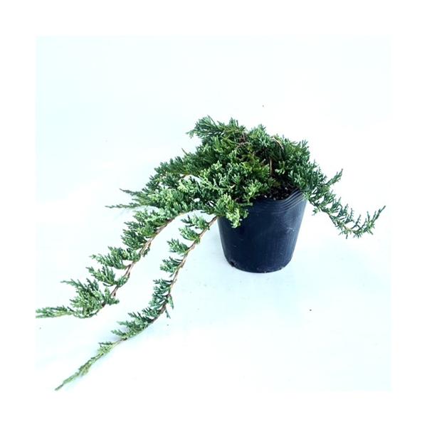 ウィルトニー 長さ0.3m前後 13.5cmポット （20本セット）（送料無料） グランドカバー 苗 植木 苗木  グランドカバー うぃるとにー ウィルトニー