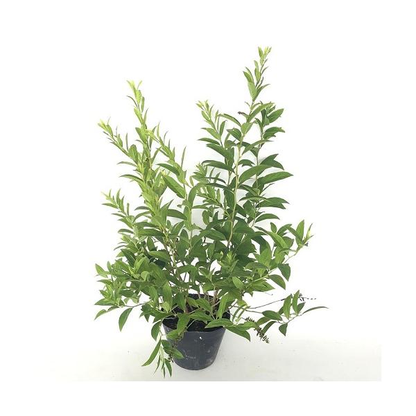 コバノズイナ 樹高0.5m前後 13.5〜15cmポット （ 単 品 ）（送料無料）  苗 植木 苗木 庭  こばのずいな コバノズイナ