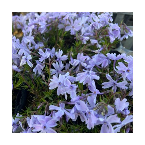 シバザクラ アオ 青系 / 9.0cmポット （ 単 品 ）（送料無料） 花時期3〜4月上旬  植木 苗木 庭 グランドカバー しばざくら 芝桜