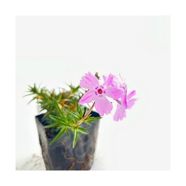 シバザクラ ピンク フロックストロット / 9.0cmポット （ 単 品 ） 花時期3〜4月上旬 苗 植木 苗木 庭 グランドカバー しばざくら 芝桜 大輪   お得な【送料無料】セット商品も販売中。↑<br>