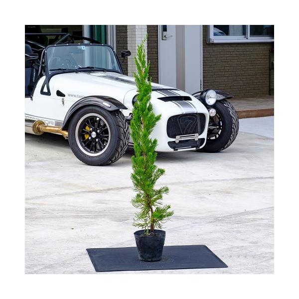 カイヅカイブキ 樹高0.7m前後 15cmポット （5本セット）（送料無料）  苗 植木 苗木  カイズカイブキ カイズカイブキ 貝塚伊吹