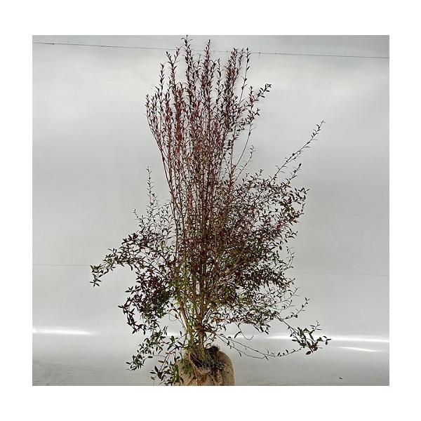 ビルベリー 樹高0.6m前後 根巻 （3本セット）（送料無料）  苗 植木 苗木 庭 果樹苗 果樹 木 びるべりー