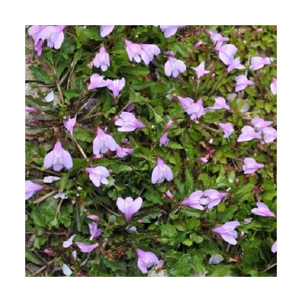 サギゴケ ピンク花 / 9.0cmポット （5本セット）（送料無料）  苗 植木 苗木  グランドカバー さぎごけ ぴんく 鷺苔 花期：3〜4月