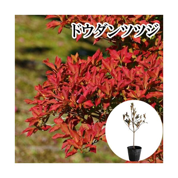 ドウダンツツジ 樹高0.3m前後 10.5cmポット （ 単 品 ）  苗 植木 苗木 庭  どうだんつつじ 灯台躑躅   お得な【送料無料】セット商品も販売中。↑<br>