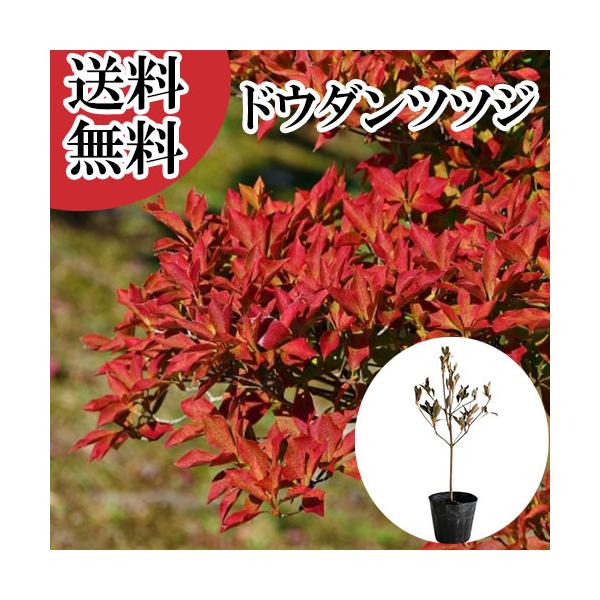 ドウダンツツジ 樹高0.3m前後 10.5cmポット （ 単 品 ）（送料無料）  苗 植木 苗木 庭  どうだんつつじ 灯台躑躅