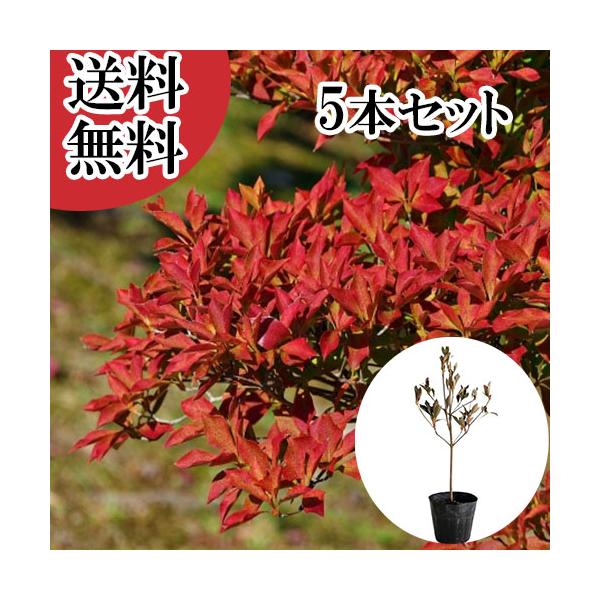 ドウダンツツジ 樹高0.3m前後 10.5cmポット （5本セット）（送料無料）  苗 植木 苗木 庭  どうだんつつじ 灯台躑躅
