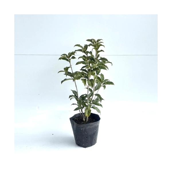 キンモクセイ 樹高0.5m前後 15cmポット （ 単 品 ）  苗 植木 苗木 庭  きんもくせい  金木犀   お得な【送料無料】セット商品も販売中。↑<br>