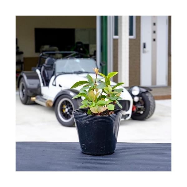 ヤブコウジ / 9.0cmポット （5本セット）（送料無料）  苗 植木 苗木 庭 グランドカバー やぶこうじ 藪柑子