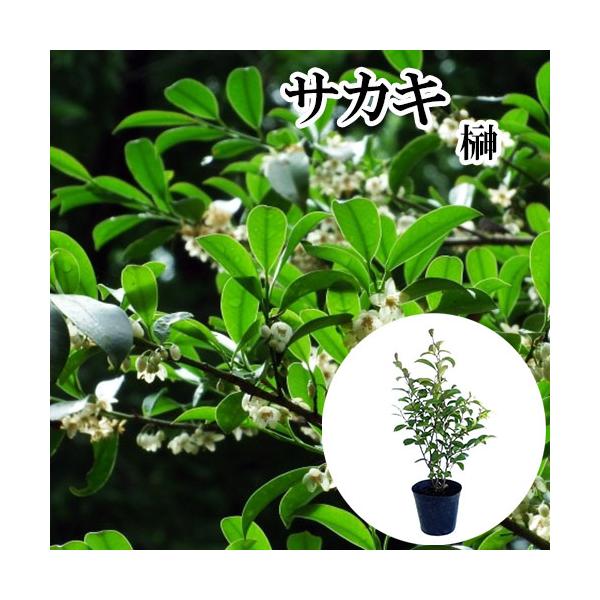 サカキ （ホンサカキ） 本榊 樹高0.6m前後 15cmポット （ 単 品 ）  苗 植木 苗木 庭 さかき ホンサカキ　ほんさかき 榊   お得な【送料無料】セット商品も販売中。↑<br>