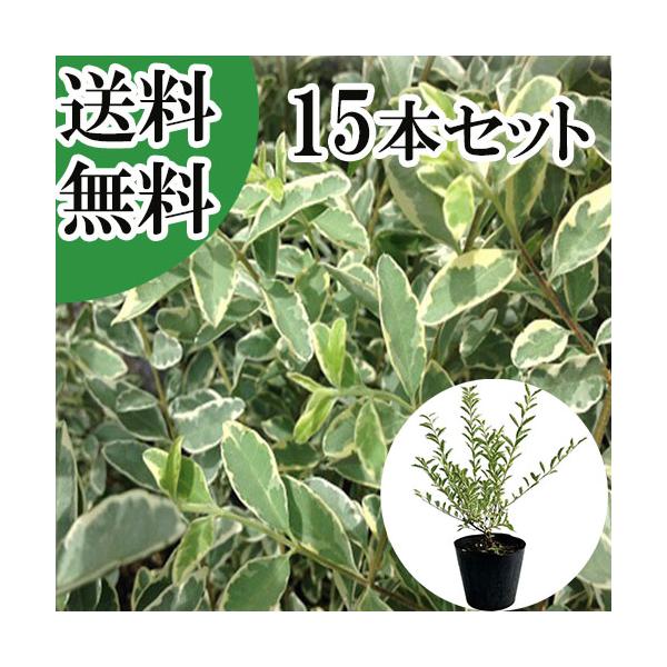 シルバープリペット 樹高0.4m前後 15cmポット （15本セット）（送料無料）  苗 植木 苗木 庭  しるばーぷりぺっと プリペット