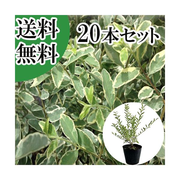 シルバープリペット 樹高0.4m前後 15cmポット （20本セット）（送料無料）  苗 植木 苗木 庭  しるばーぷりぺっと プリペット