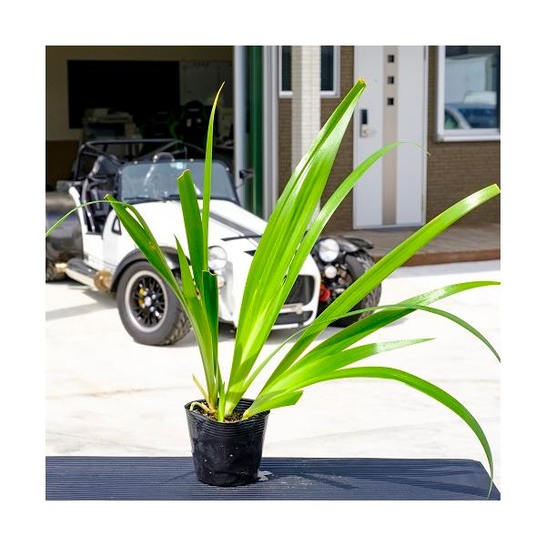 シャガ / 10.5cmポット （10本セット）（送料無料）  苗 植木 苗木 庭 グランドカバー しゃが 射干 著莪 胡蝶花