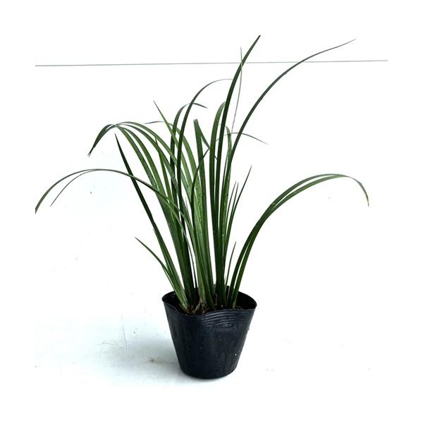セキショウ / 10.5cmポット （ 単 品 ）  苗 植木 苗木 庭 グランドカバー せきしょう 石菖 石菖蒲   お得な【送料無料】セット商品も販売中。↑<br>