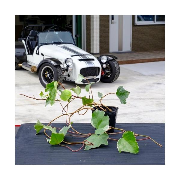 ヘデラ カナリエンシス バリエガータ / 10.5cmポット （3本セット）（送料無料）  苗 植木 苗木  グランドカバー へでら かなりえんしす ばりえがーた アイビー