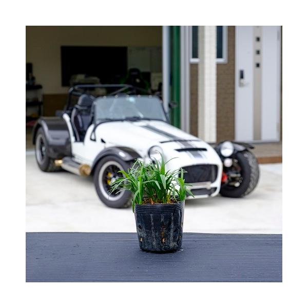 タマリュウ / 7.5cmポット （ 単 品 ）  苗 植木 苗木 庭 グランドカバー たまりゅう    お得な【送料無料】セット商品も販売中。↑<br>