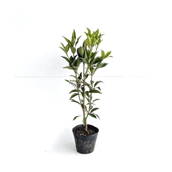 シキミ 樹高0.4m前後 15cmポット （2本セット）（送料無料） シキミの苗 シキミの苗 植木 苗木 庭  しきみ シキビ しきび 樒 櫁