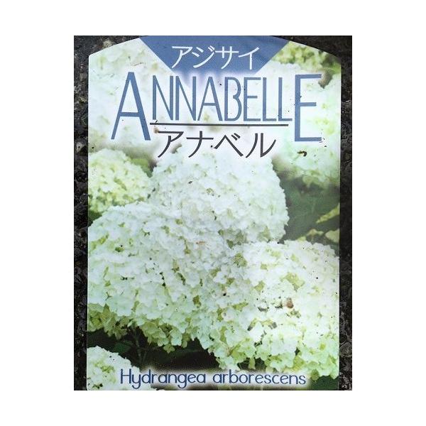 アジサイ アナベル 樹高0.4m前後 15cmポット （10本セット）（送料無料） 花：5〜6月くらい 苗 植木 苗木   あじさい あなべる 紫陽花