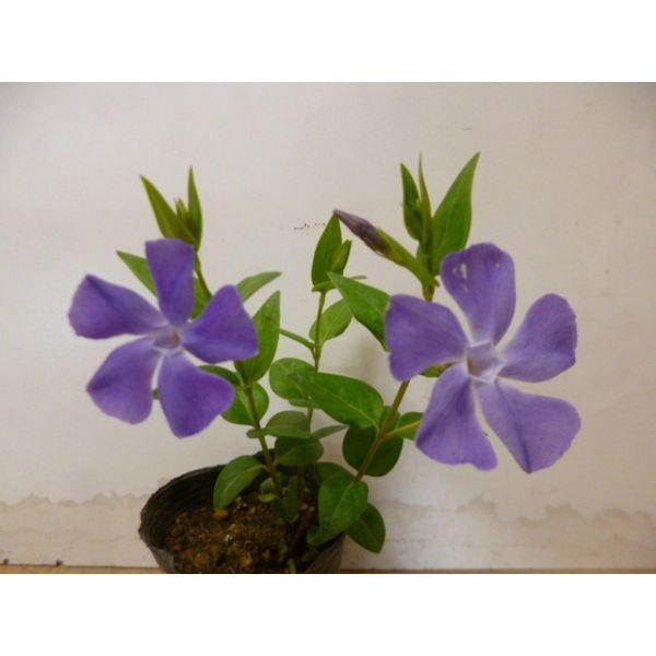 ビンカマジョール / 9.0cmポット （ 単 品 ）（送料無料）  苗 植木 苗木  グランドカバー びんかまじょーる ツルニチニチソウ