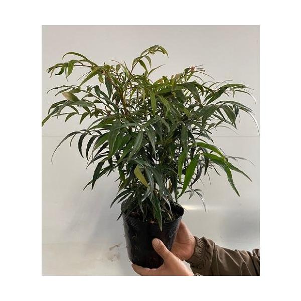 マホニア コンフューサ 樹高0.3m前後 15cmポット （5本セット）（送料無料）  苗 植木 苗木   まほにあ 細葉ヒイラギナンテン 細葉柊南天