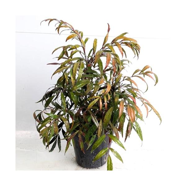 マホニア コンフューサ 樹高0.25m前後 15cmポット （10本セット）（送料無料）  苗 植木 苗木 庭  まほにあ 細葉ヒイラギナンテン 細葉柊南天