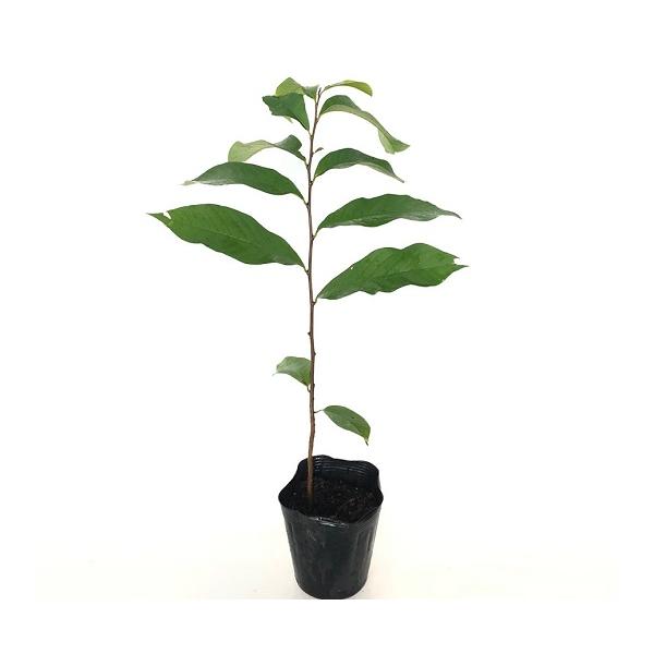 ポポー 実生苗 樹高0.4m前後 15cmポット （8本セット）（送料無料）  苗 植木 苗木 庭 果樹苗 果樹 木 ぽぽー 2本植えると結果しやすくなります。