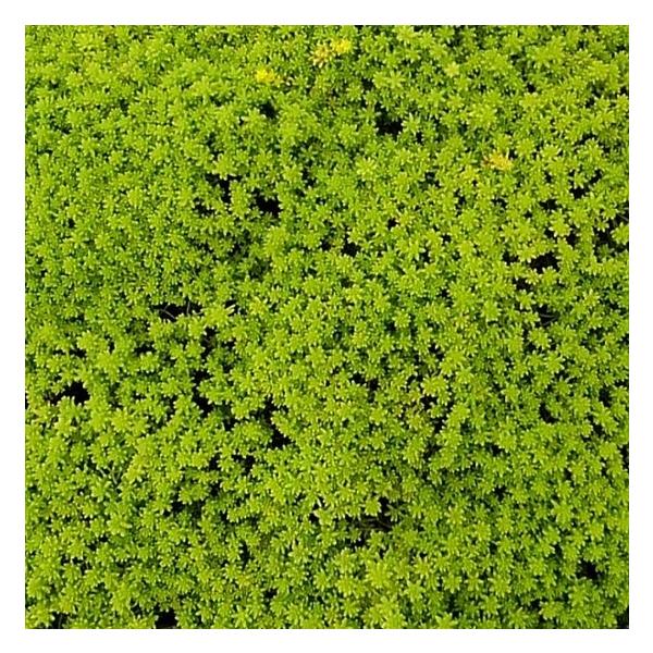 ゴールデンモス ゴールドモス / 9.0cmポット （ 単 品 ）  苗 植木 苗木  グランドカバー ごーるでんもす ゴールドモス   お得な【送料無料】セット商品も販売中。↑<br>