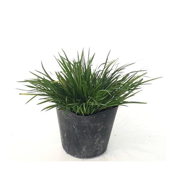 ヒメセキショウ / 9.0cmポット （ 単 品 ）  苗 植木 苗木 庭 グランドカバー ひめせきしょう 姫石菖 石菖蒲   お得な【送料無料】セット商品も販売中。↑<br>
