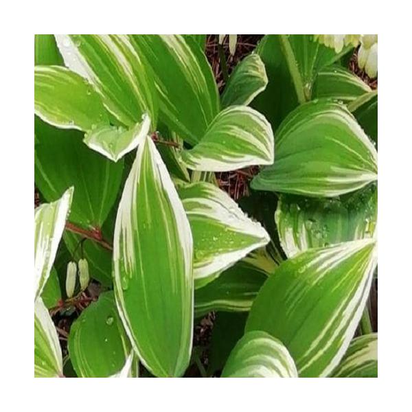 フイリアマドコロ 斑入りナルコユリ / 10.5cmポット （5本セット）（送料無料）  苗 植木 苗木 庭  フイリアマドコロ 斑入りアマドコロ