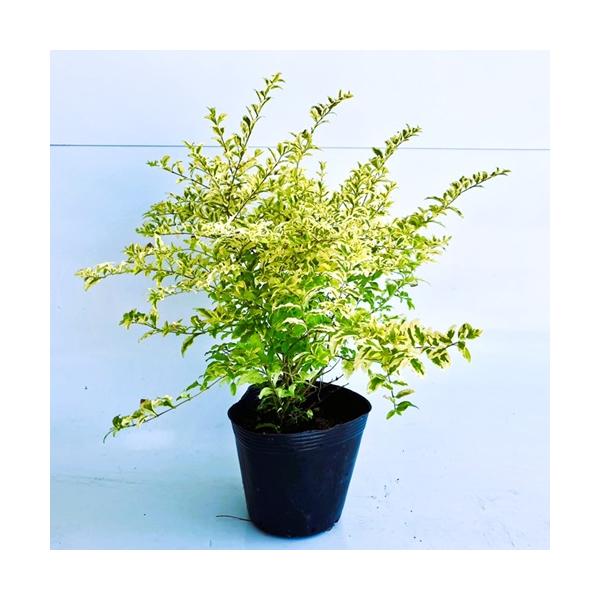プリペット レモンアンドライム 樹高0.3m前後 15cmポット （ 単 品 ）  苗 植木 苗木  グランドカバー ぷりぺっと れもんあんどらいむ プリペットレモンアンドライム   お得な【送料無料】セット商品も販売中。↑<br>