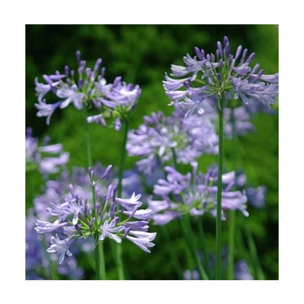 ヒメアガパンサス / 10.5cmポット （5本セット）（送料無料）  苗 植木 苗木 庭 グランドカバー ひめあがぱんさす 姫アガパンサス