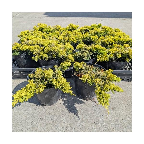 マザーローデ / 15cmポット （ 単 品 ）  コニファー 苗 植木  庭 グランドカバー こにふぁー コニファー マザーローデ   お得な【送料無料】セット商品も販売中。↑<br>