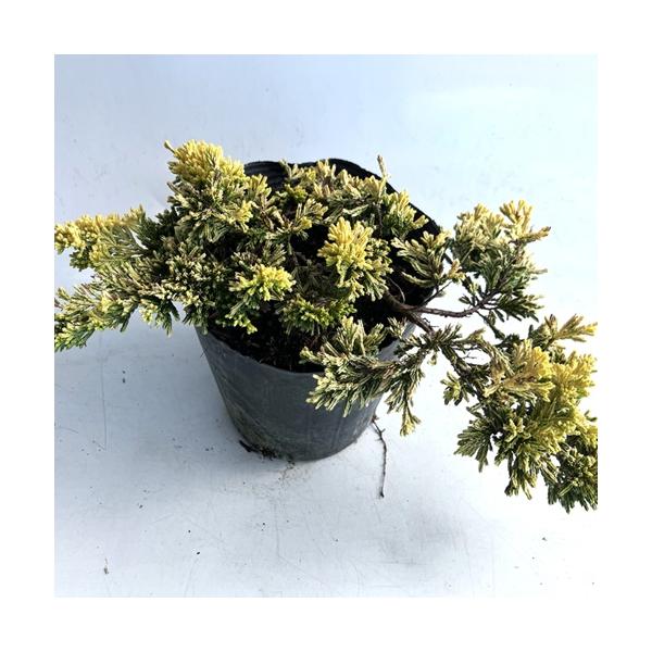 マザーローデ / 15cmポット （10本セット）（送料無料）  コニファー 苗 植木  庭 グランドカバー こにふぁー コニファー マザーローデ