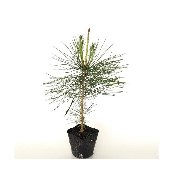 アカマツ 樹高0.3m前後 10.5cmポット （20本セット）（送料無料）  苗 植木 苗木 庭  あかまつ　赤松　 アカマツ