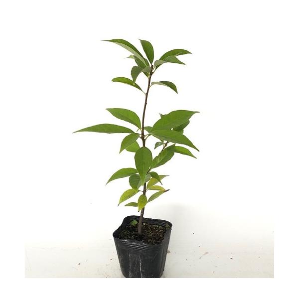 アラカシ 樹高0.3m前後 10.5cmポット （ 単 品 ）  苗 植木 苗木 庭  あらかし 粗樫   お得な【送料無料】セット商品も販売中。↑<br>