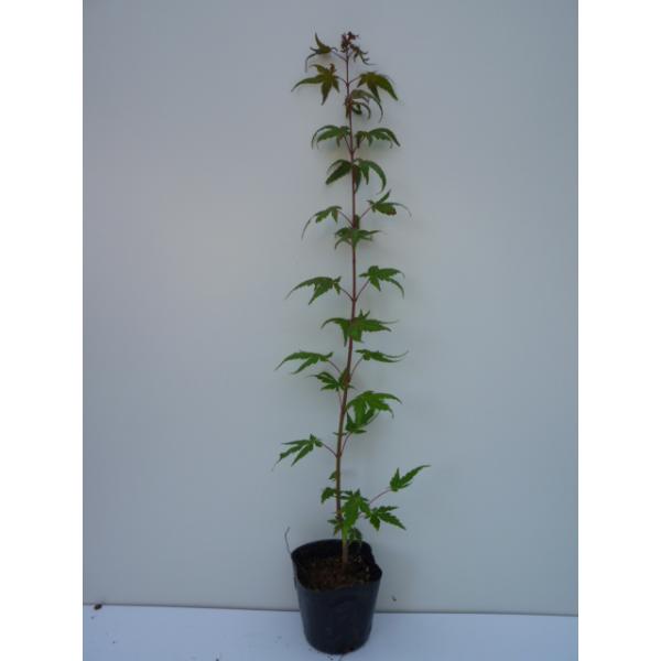 イロハモミジ 樹高0.3m前後 10.5cmポット （5本セット）（送料無料）  苗 植木 苗木 庭  いろはもみじ 紅葉