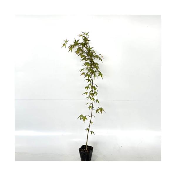 イロハモミジ 樹高0.8m前後 10.5cmポット （10本セット）（送料無料）  苗 植木 苗木   いろはもみじ 紅葉