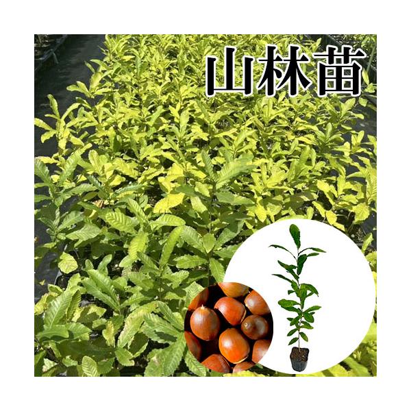 クヌギ 樹高0.5m前後 10.5cmポット （ 単 品 ）  苗 植木 苗木 庭  くぬぎ 橡 櫟 椚   お得な【送料無料】セット商品も販売中。↑<br>