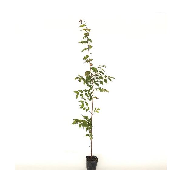 コナラ 樹高0.8m前後 10.5cmポット （ 単 品 ）（送料無料）  苗 植木 苗木   こなら 小楢