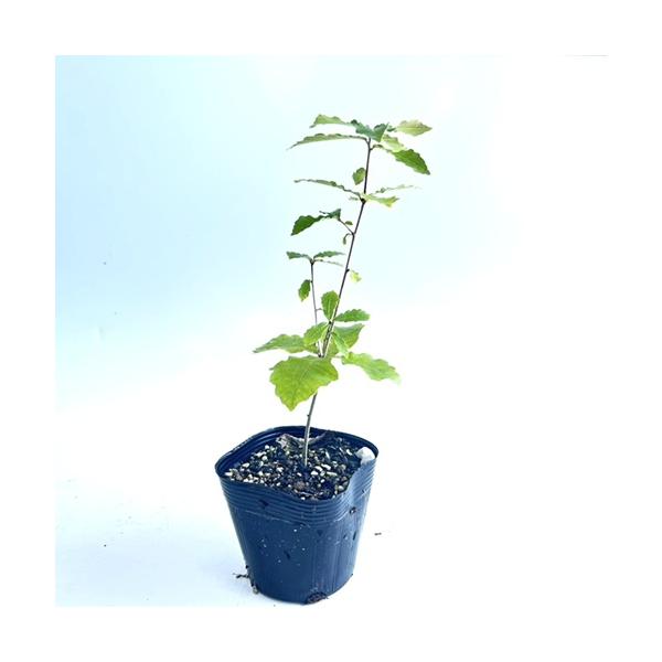 コナラ 樹高0.3m前後 10.5cmポット （100本セット）（送料無料）  苗 植木 苗木   こなら 小楢