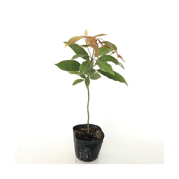 シロダモ 樹高0.3m前後 10.5cmポット （ 単 品 ）  苗 植木 苗木 庭  しろだも シロダモ   お得な【送料無料】セット商品も販売中。↑<br>