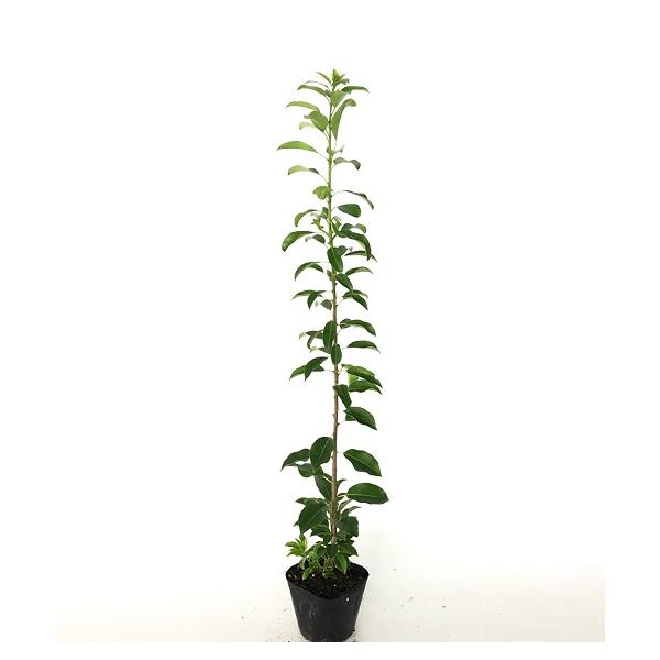 ソヨゴ 樹高0.5m前後 10.5cmポット （ 単 品 ） メス木 苗 植木 苗木 庭  そよご 冬青   お得な【送料無料】セット商品も販売中。↑&lt;br&gt;