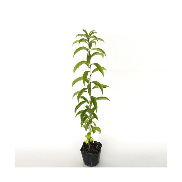 ナナミノキ 樹高0.5m前後 10.5cmポット （ 単 品 ）  苗 植木 苗木   ななみのき 七実の木   お得な【送料無料】セット商品も販売中。↑<br>