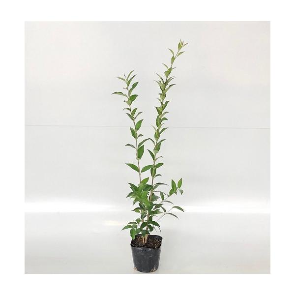 ネズミモチ 樹高0.8m前後 10.5cmポット （ 単 品 ）  苗 植木 苗木 庭  ねずみもち 鼠黐   お得な【送料無料】セット商品も販売中。↑<br>