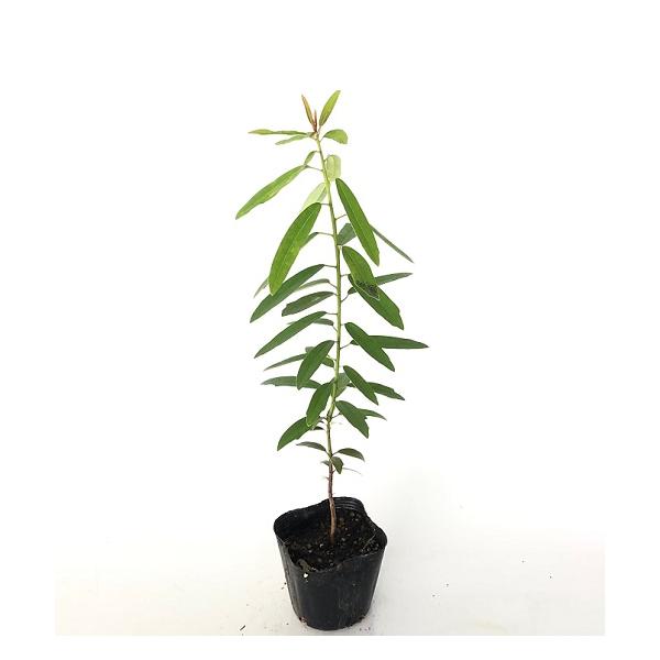 ヒメユズリハ 樹高0.5m前後 10.5cmポット （30本セット）（送料無料）  苗 植木 苗木 庭  ひめゆずりは ヒメユズリハ