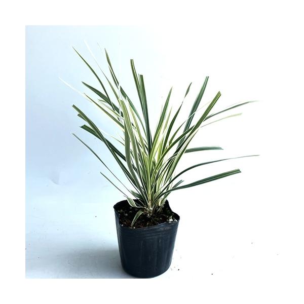 ノシラン ビッタータス / 10.5cmポット （20本セット）（送料無料）  苗 植木 苗木   のしらん びったーたす 斑入りヤブラン