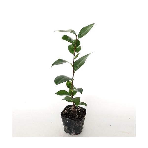 ヤブツバキ 樹高0.3m前後 10.5cmポット （ 単 品 ）  苗 植木 苗木   やぶつばき つばき 藪椿   お得な【送料無料】セット商品も販売中。↑<br>